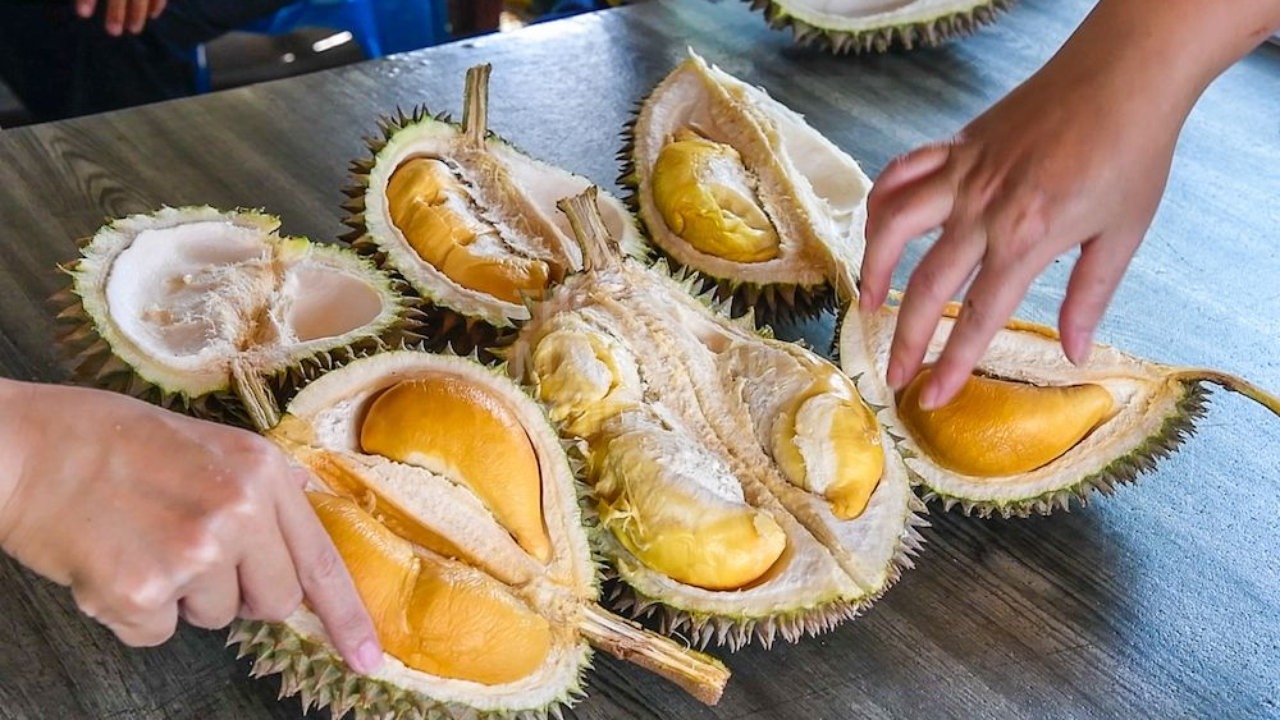 Durian Mas Hajah Hasmah - The Independent Insight